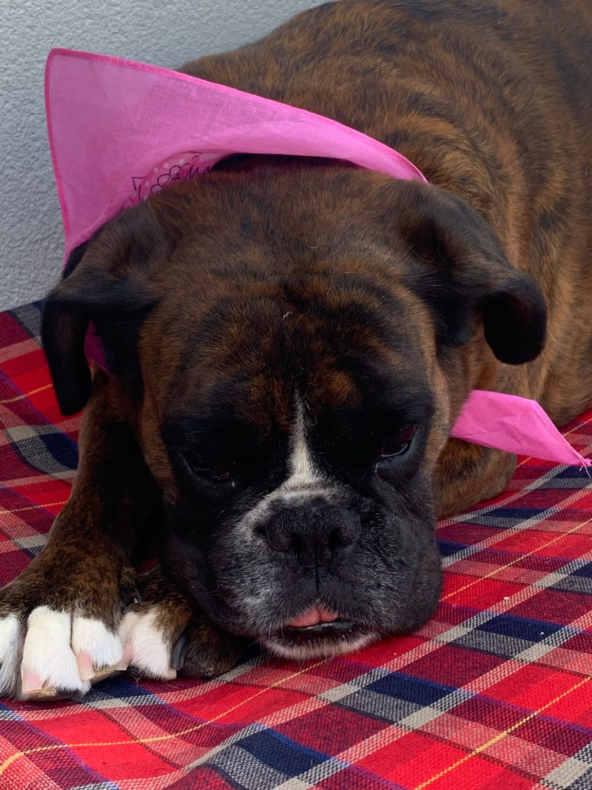 Kelly Ex Eva - Aiutami Boxer Rescue Team ODV