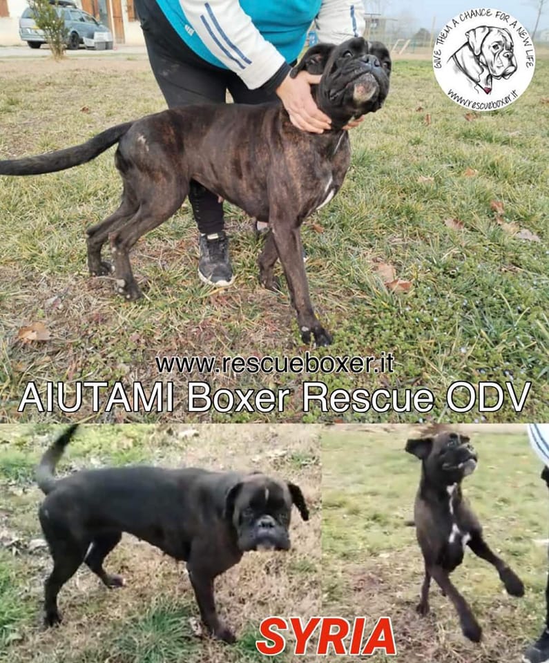 Syra - Aiutami - Boxer Rescue Team ODV