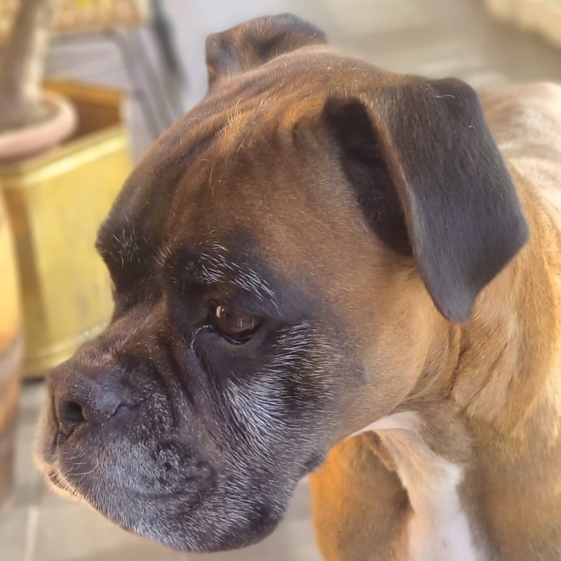 Home Rescue Boxer - Aiutami Boxer Rescue Team ODV