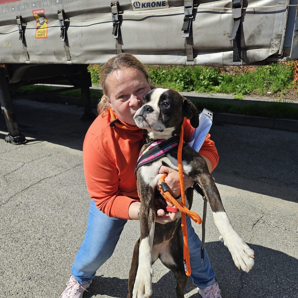 Home Rescue Boxer - Aiutami Boxer Rescue Team ODV