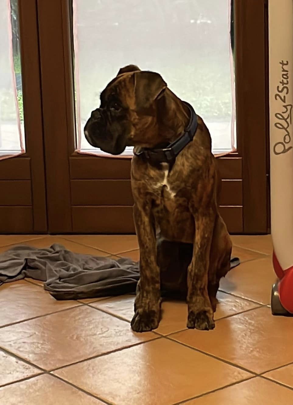 Boris - Aiutami Boxer Rescue Team ODV