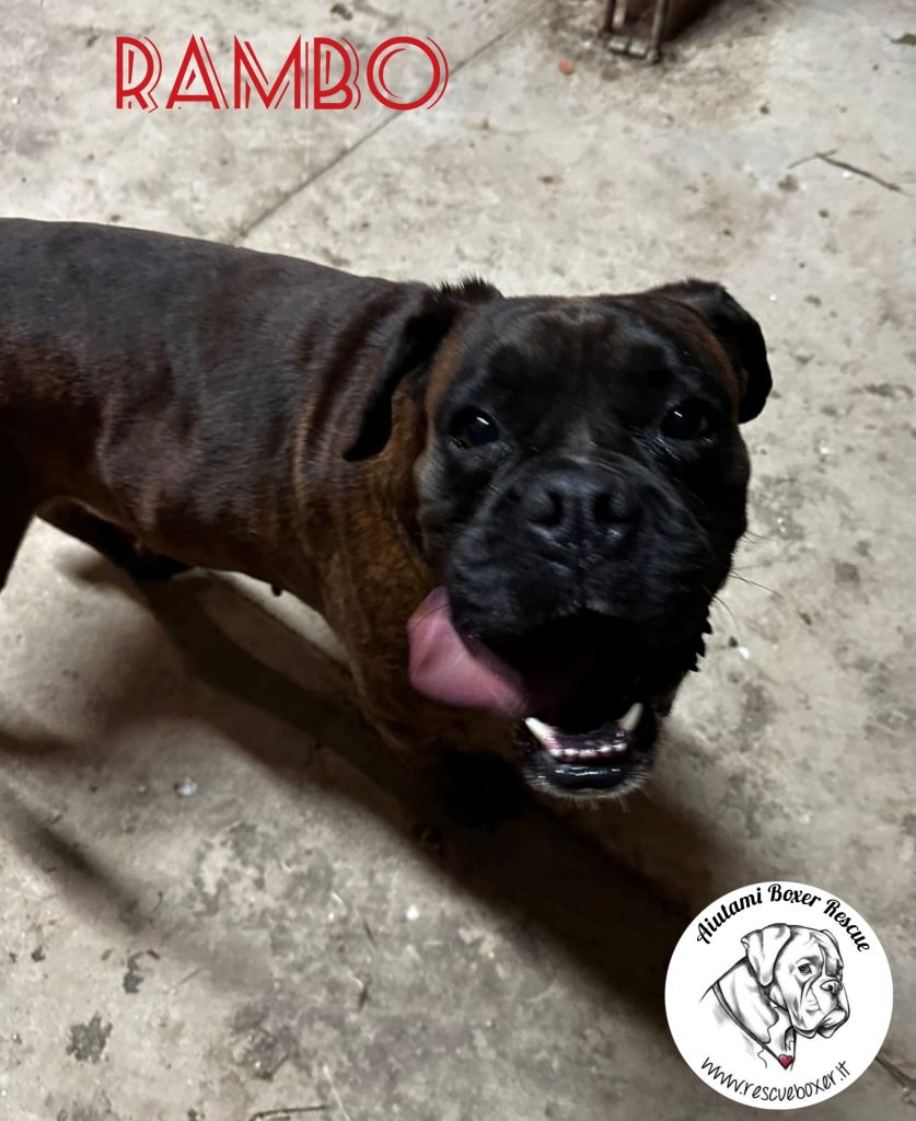 Rambo - Aiutami Boxer Rescue Team ODV