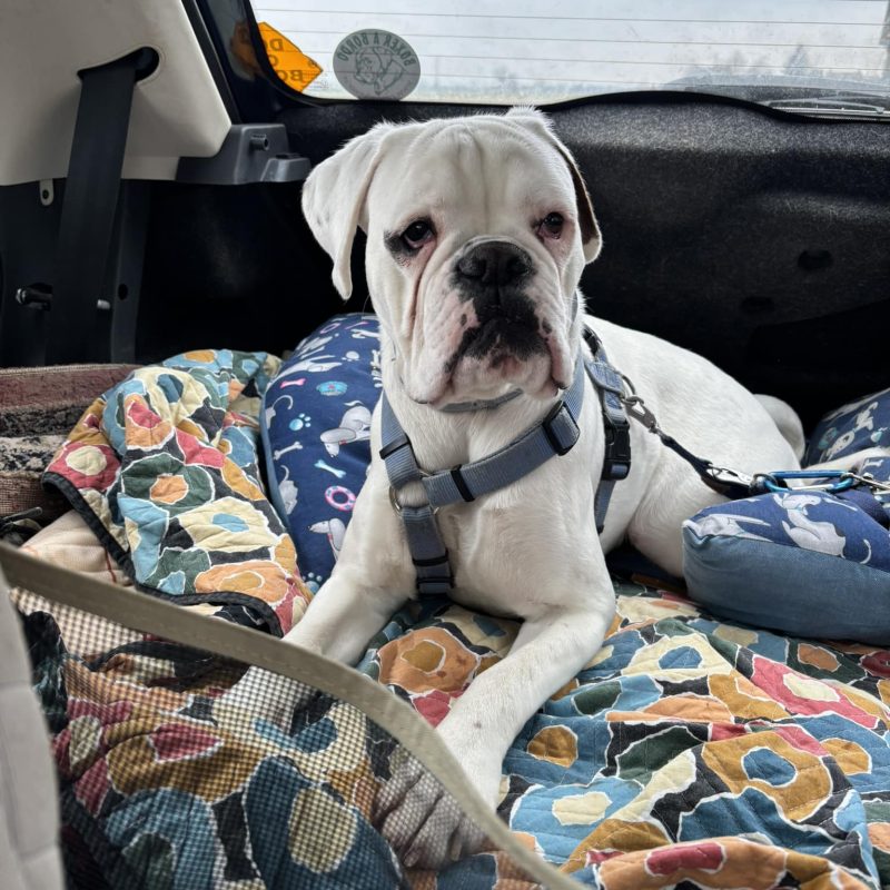 Home Rescue Boxer - Aiutami Boxer Rescue Team ODV