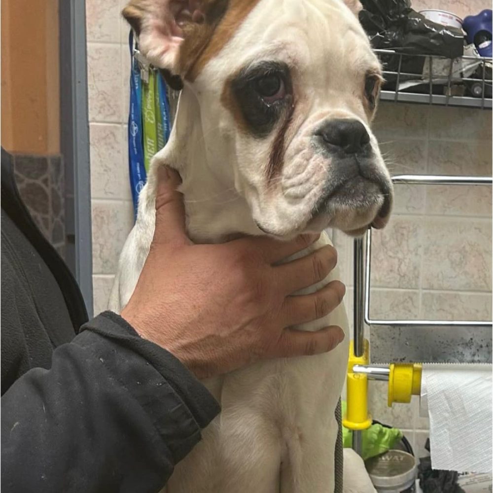 Home Rescue Boxer - Aiutami Boxer Rescue Team ODV