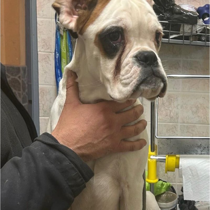 Home Rescue Boxer - Aiutami Boxer Rescue Team ODV