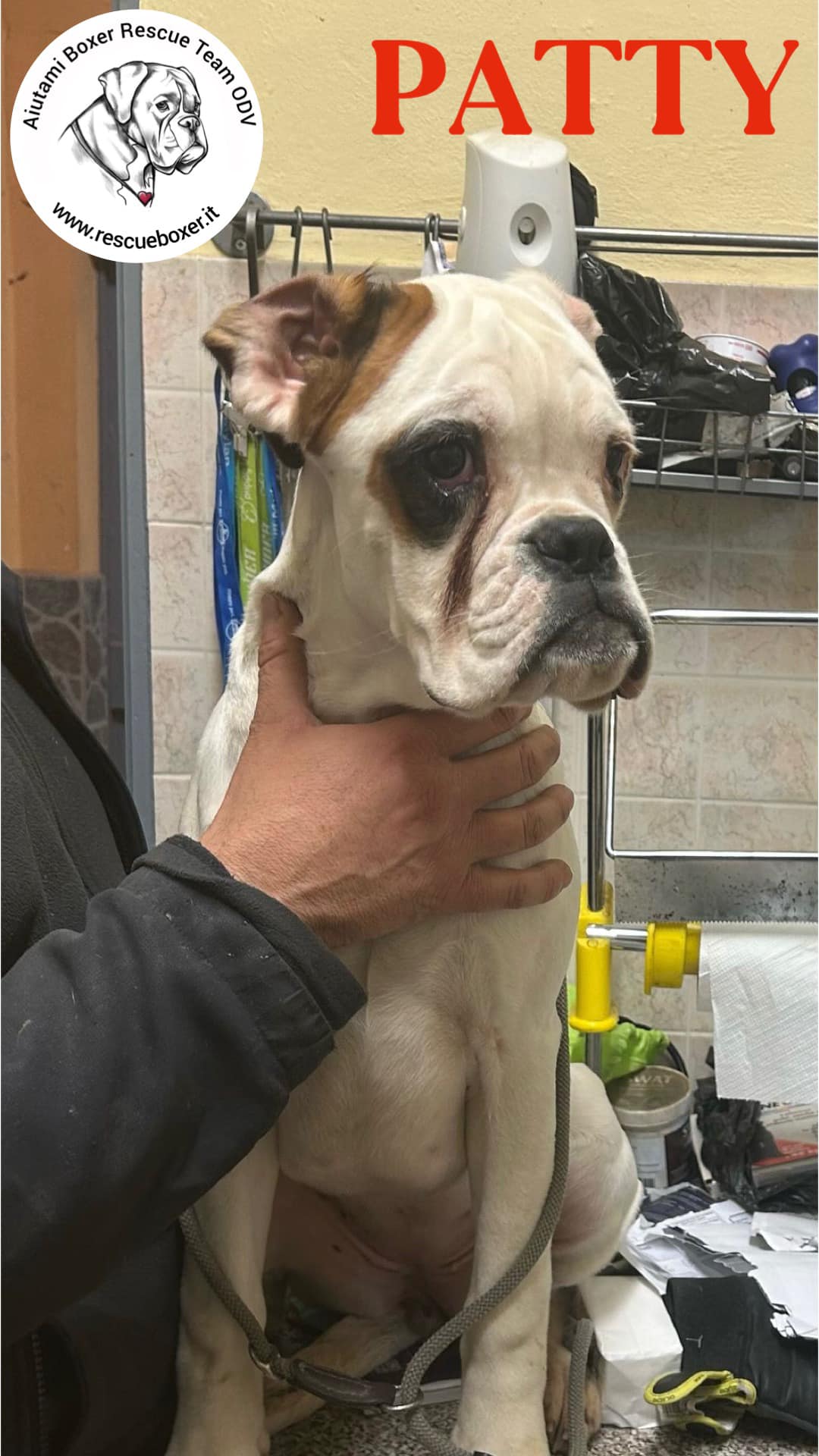 Patty - Aiutami Boxer Rescue Team ODV